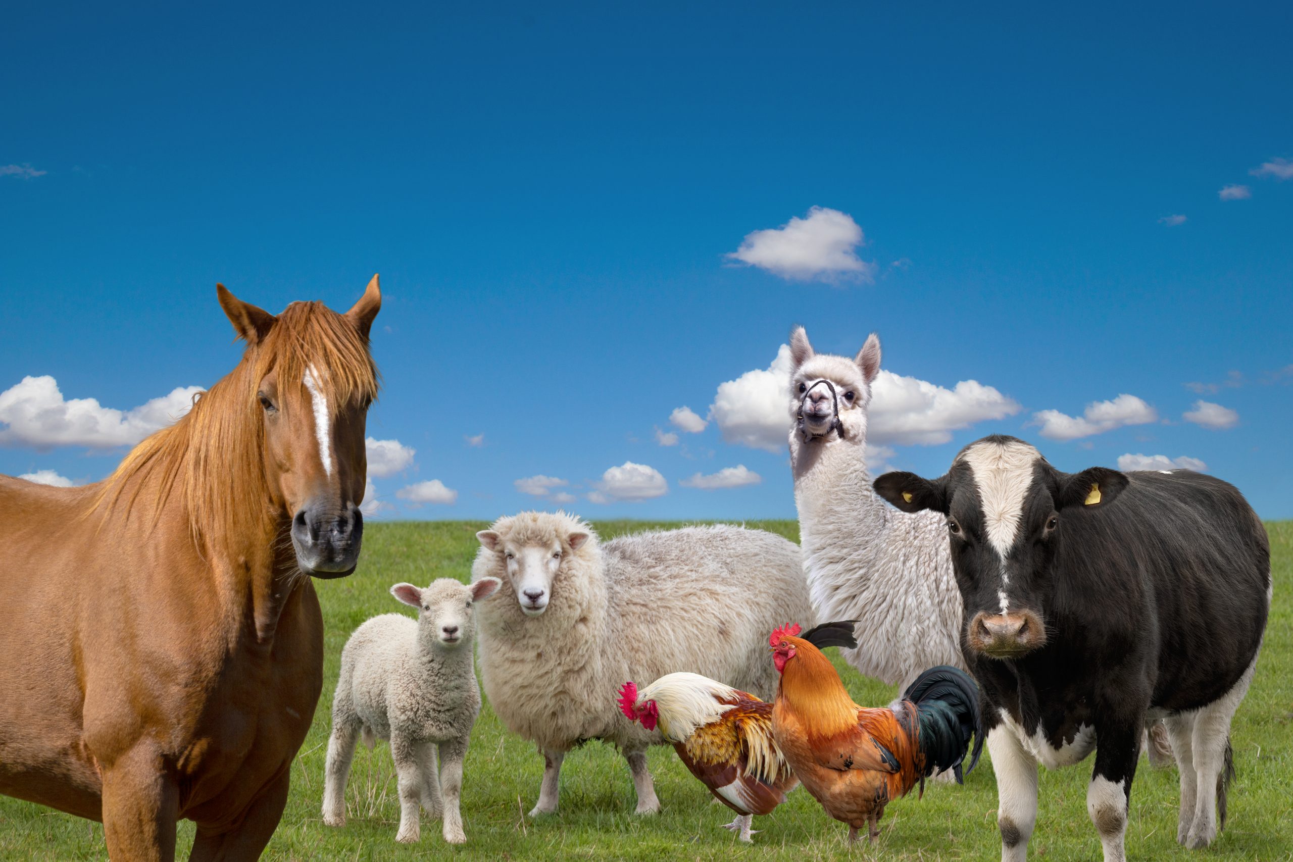 Farm and livestock supplies - Living Rural
